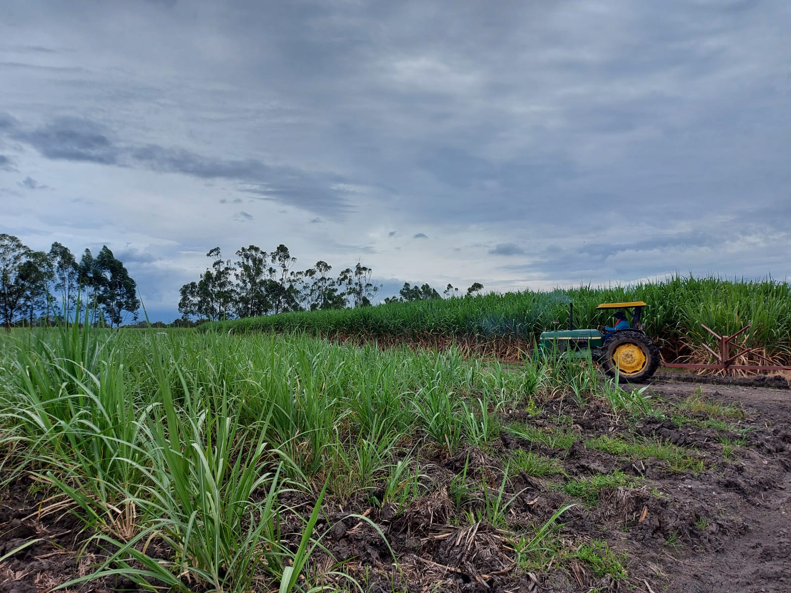 Seguro Agrícola para el cultivo de caña de azúcar - Procana